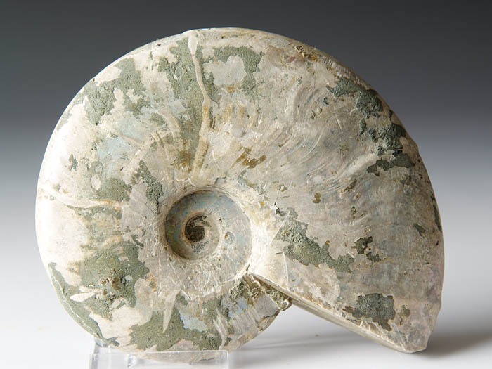 Ammoniten aus Madagaskar