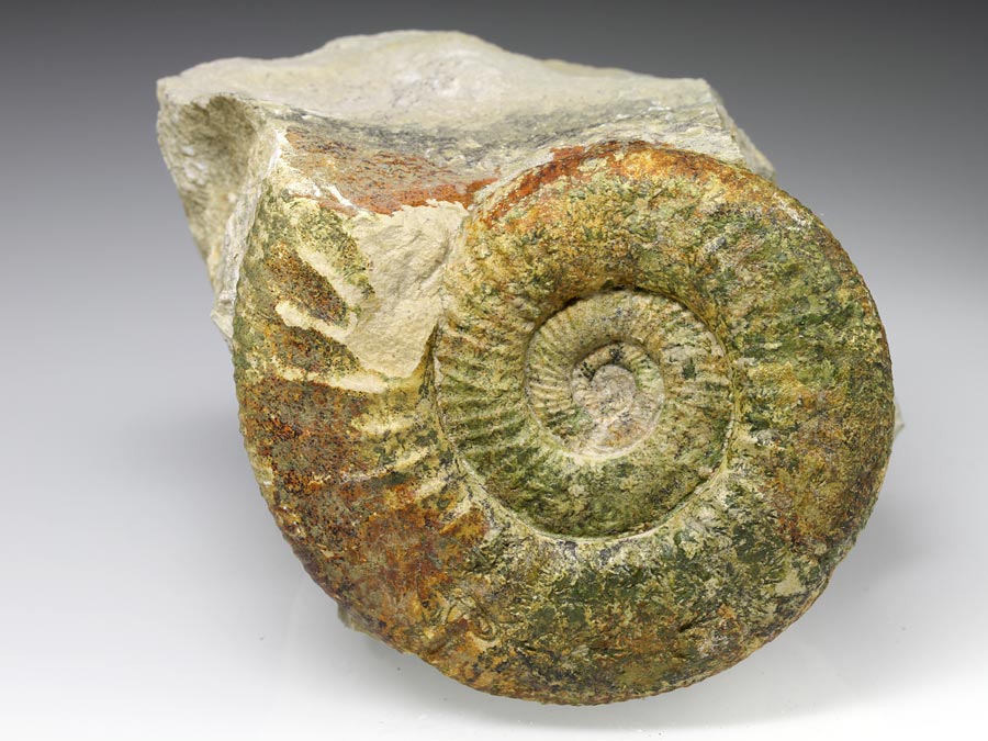 Ammoniten aus Deutschland
