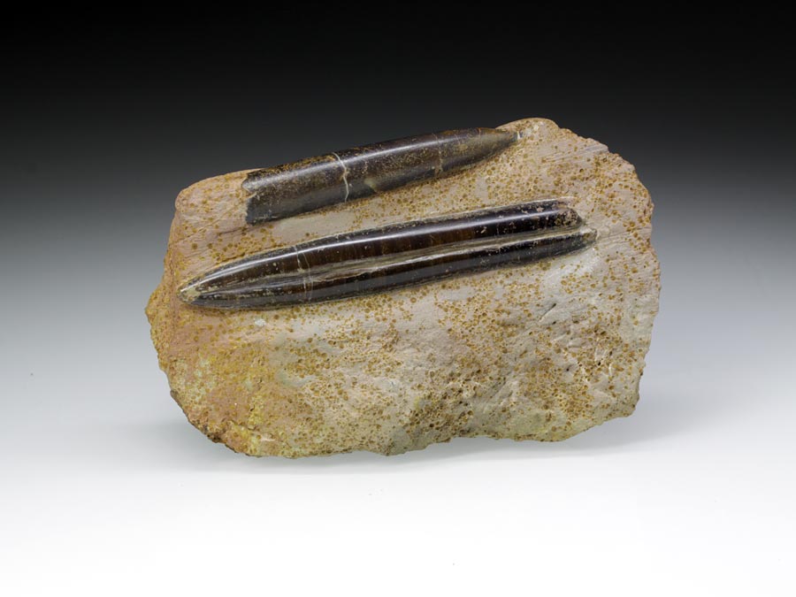 Fossilien aus Sengenthal