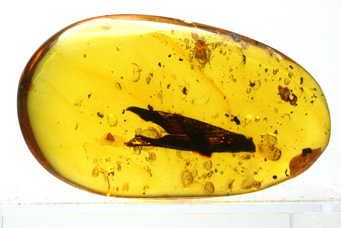 Bernsteine aus dem Baltikum mit Inklusen