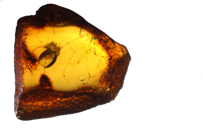 Bernsteine aus dem Baltikum mit Inklusen