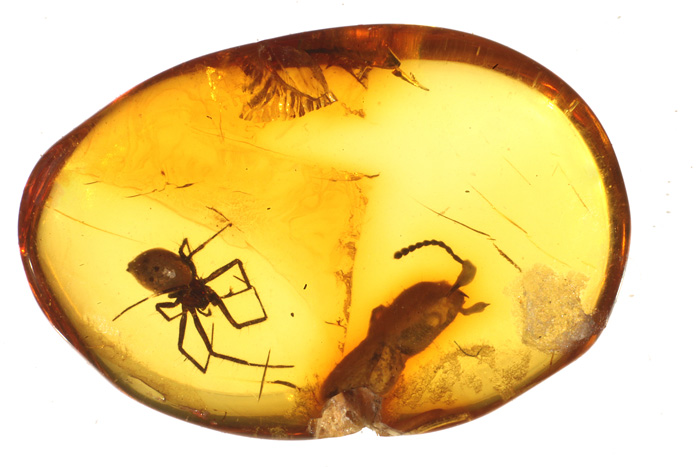 Bernsteine aus dem Baltikum mit Inklusen