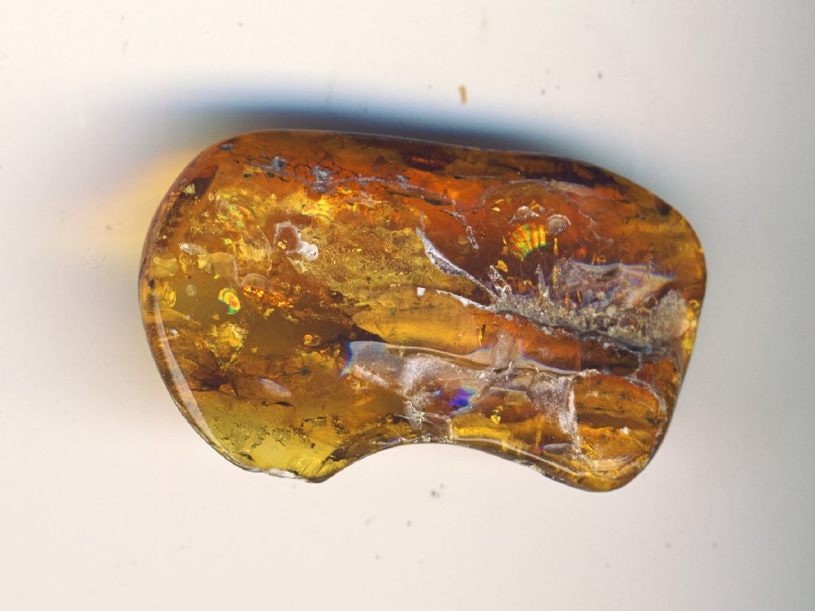 Bernsteine aus dem Baltikum mit Inklusen