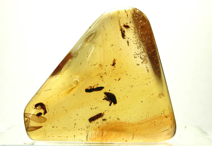 Dominikanischer Kopal mit Inklusen