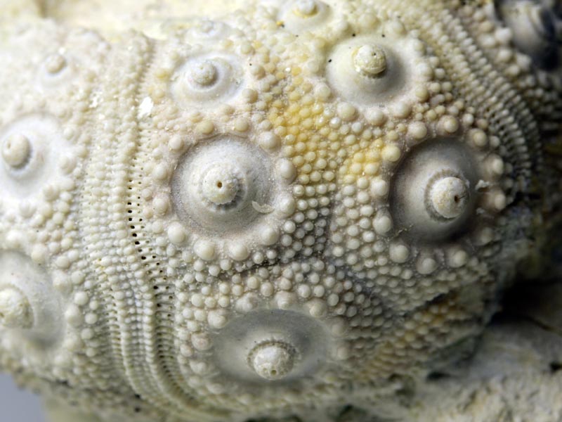 Korallen und Seeigel aus Nattheim