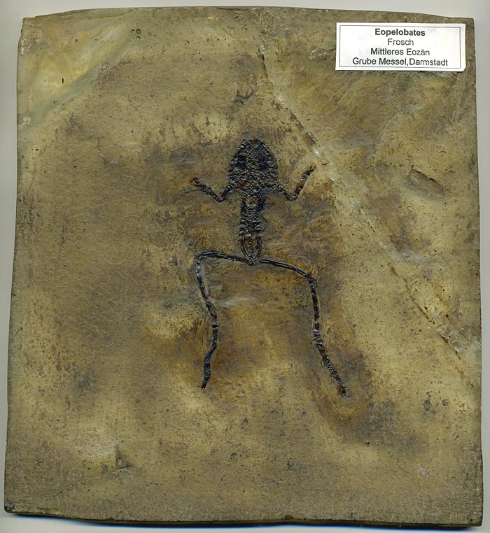 Fossilien aus der Grube Messel zum Kaufen