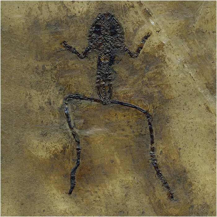 Fossilien aus der Grube Messel zum Kaufen
