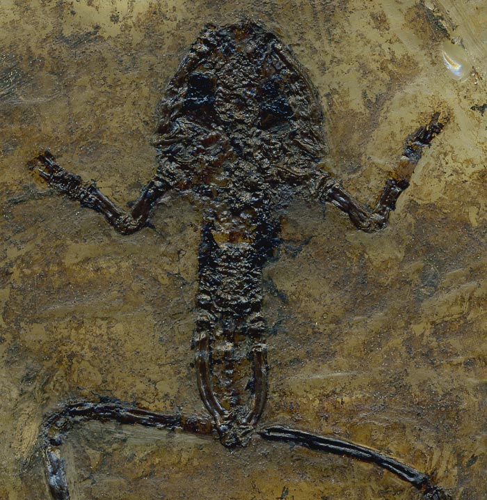 Fossilien aus der Grube Messel zum Kaufen