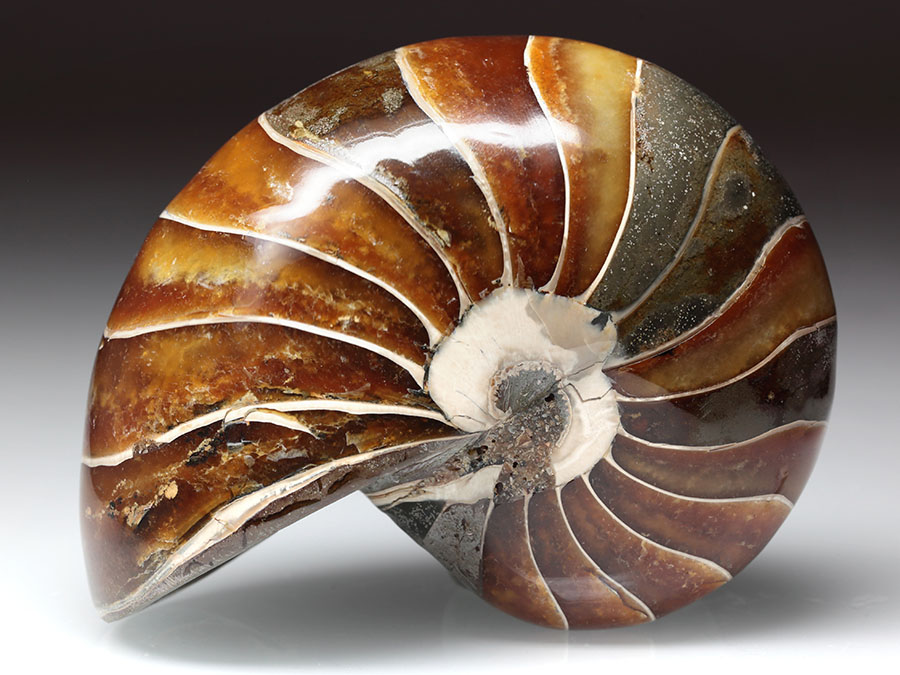 Versteinerter Nautilus aus Madagaskar