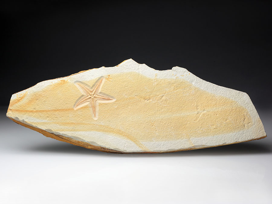 Fossilien aus dem Solnhofener Plattenkalk zum Kaufen