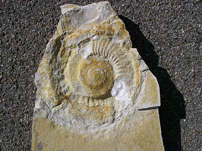 Fossilien aus Solnhofener Plattenkalk
