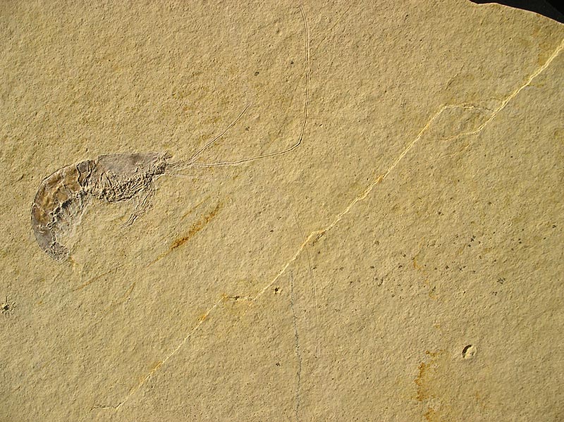 Fossilien aus Solnhofener Plattenkalk