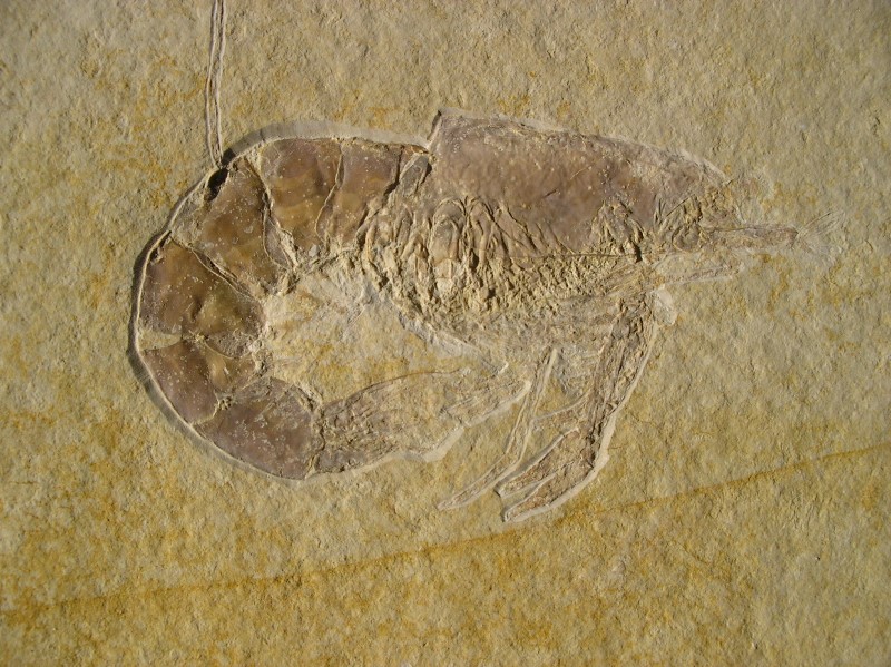 Fossilien aus Solnhofener Plattenkalk